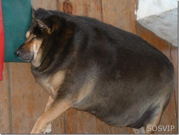 Obesidade animal – animais gordinhos! | SOSVIP